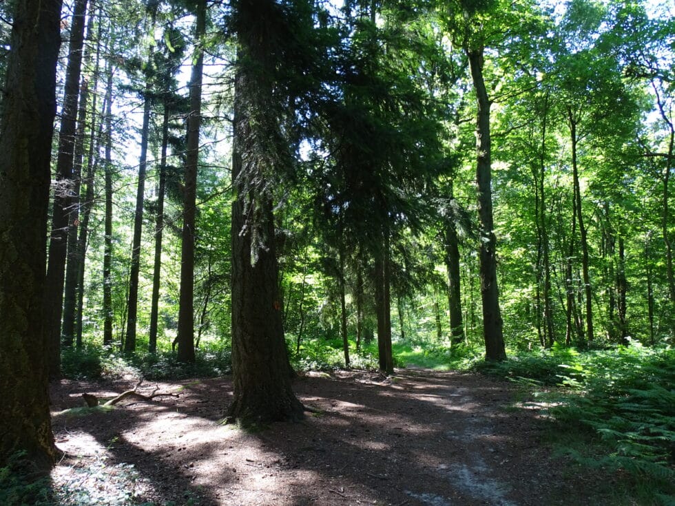 Maak een wandeling in de bossen van Grand-Leez - Bezoek Gembloux